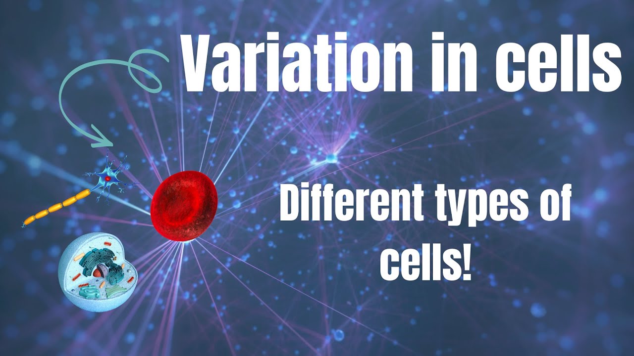 Variation in Cells - Why Cells Differ from Each Other - Size & Shape of ...
