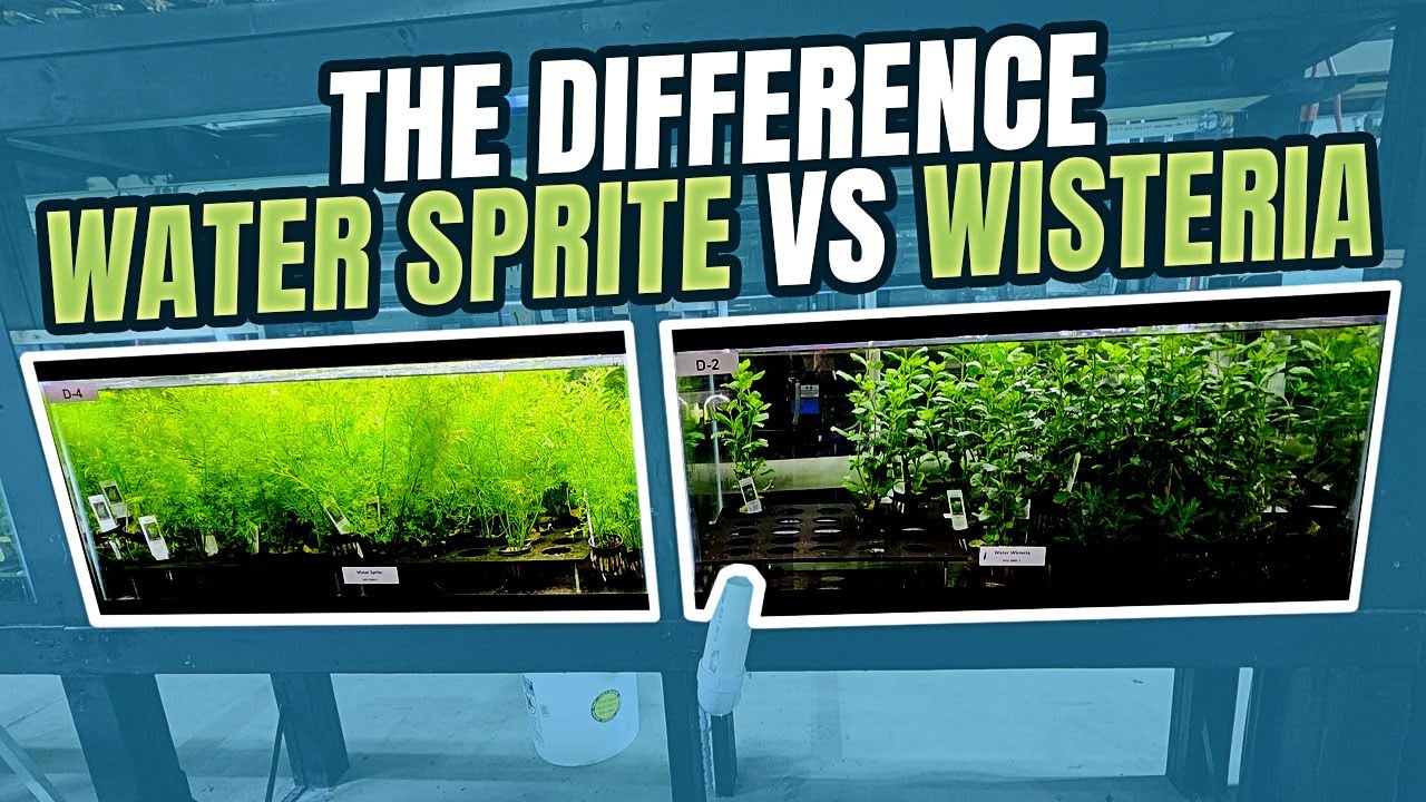 How to Identify Water Wisteria from Water Sprite [Benefits of Each ...