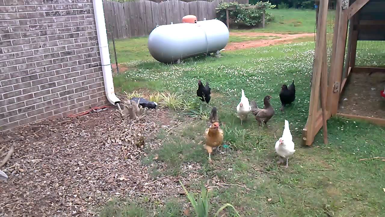 Chicken call - YouTube