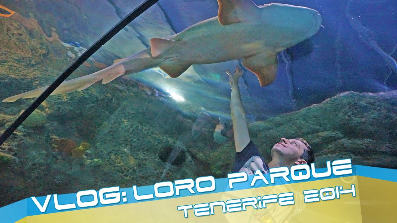 Loro Parque - Tenerife video review - YouTube