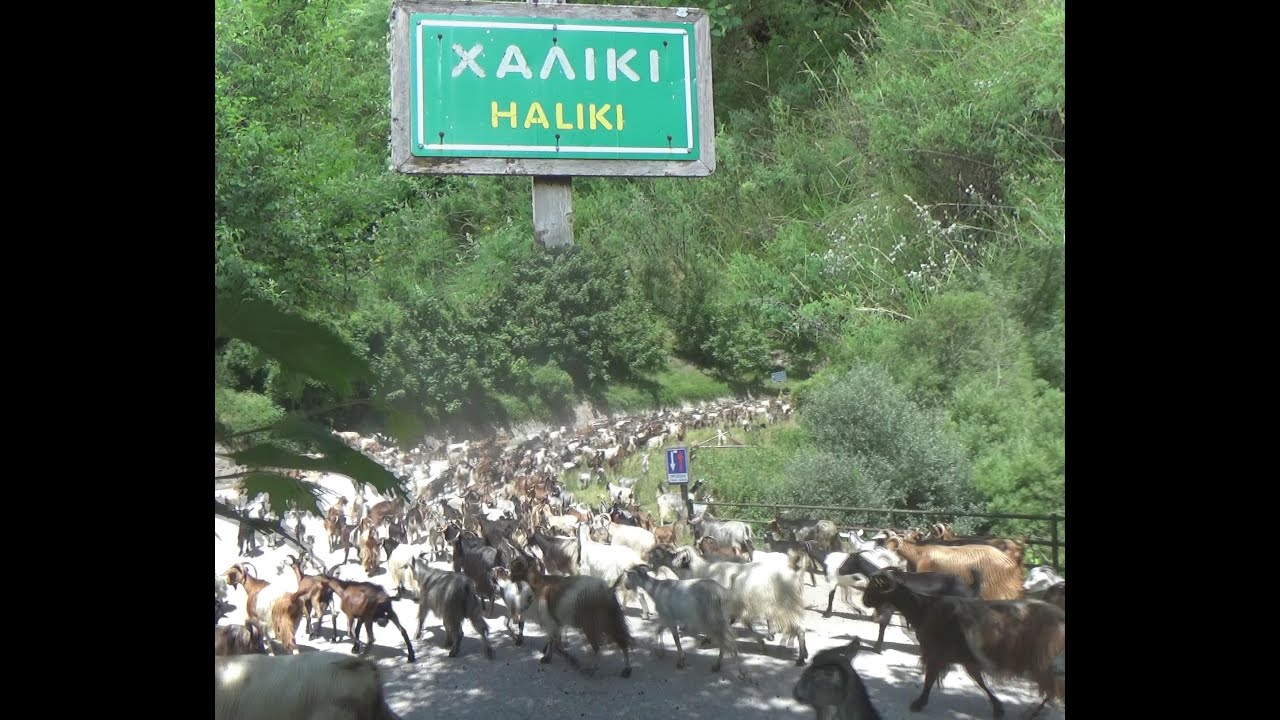 Από τα χειμαδιά στα Ορεινά του Χαλικίου Ασπροποτάμου Δευτέρα 1η Ιούλη ...