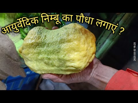 How to grow bijora nimbu / निम्बू के पौधे की जानकारी / बिजोरा निम्बू का ...