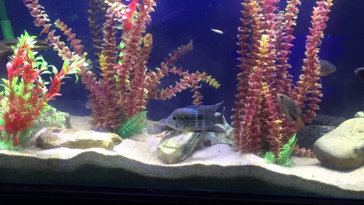 Silver saum and gold saum breeding!! - YouTube