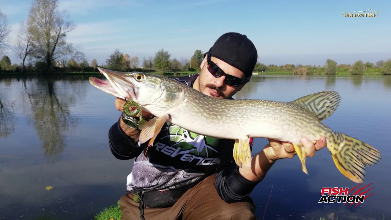 GOLDEN PIKE 2019 - 1° SELEZIONE (OSCASALE) - INSIDEFISHING - YouTube