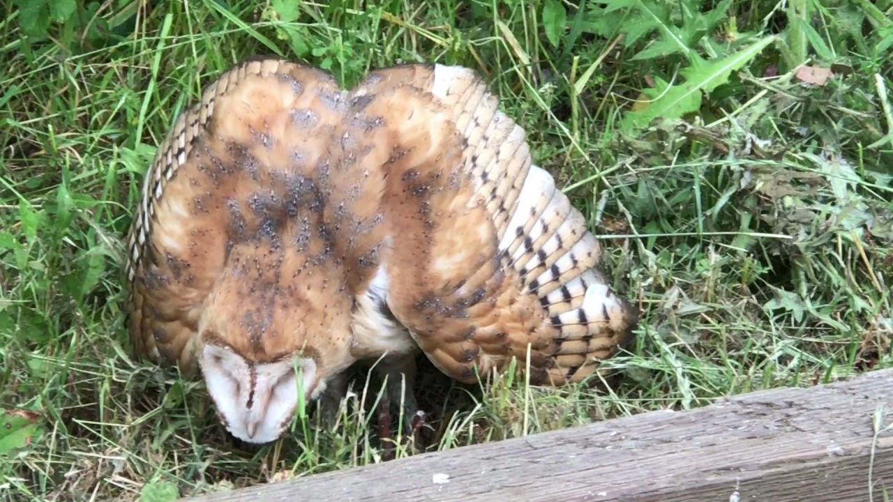 Owl toe dusting defensive posture - YouTube