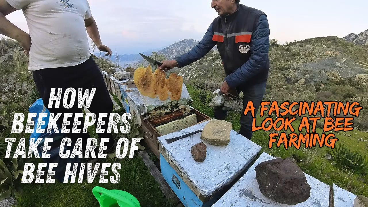 Beekeepers in Action! 🐝 The Art of Caring for Bees & Their Hives - YouTube