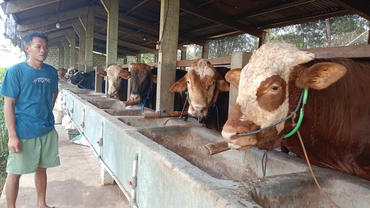 SAPI" JUMBO DI JAKENAN PATI MILIK BAPAK SUKARDI! - YouTube