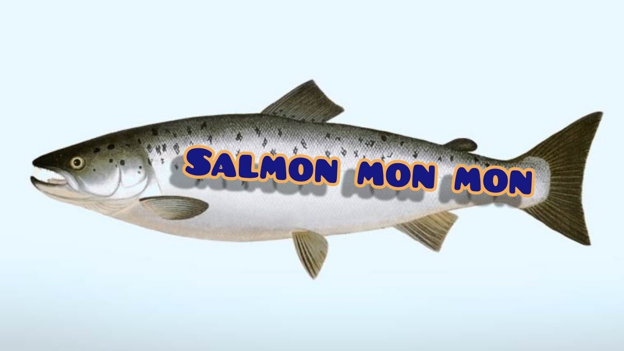 Salmones cantando salmón mon mon - YouTube
