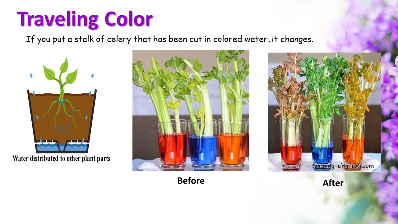 Grade 4 Science Lesson 1 Exploration 2 - YouTube