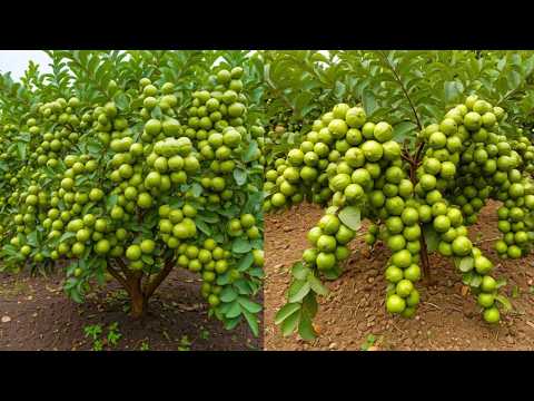 Copy of 🔴 LIVE  🌱 How to Grow Guava Tree from Branch | Air Layering Technique #livestream #live