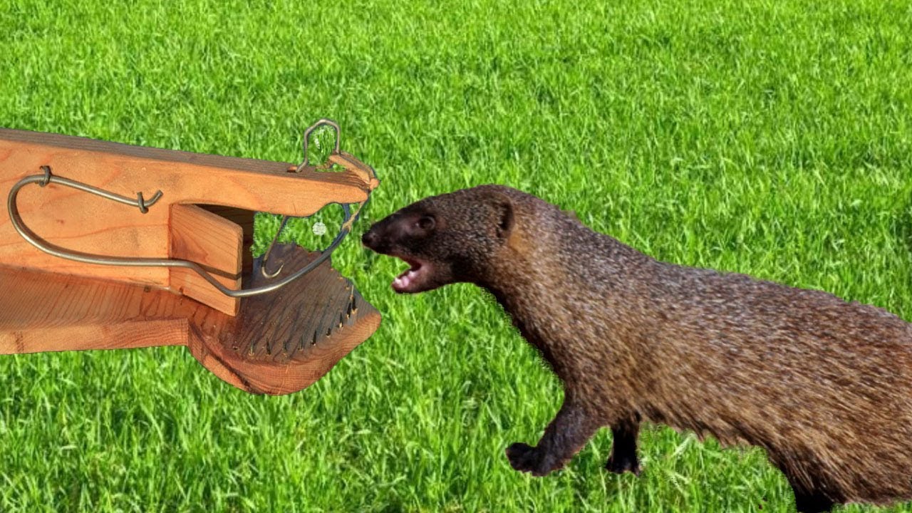 Skills Catch Animals in Bamboo Forest By Traps of Man at Distinctive ...