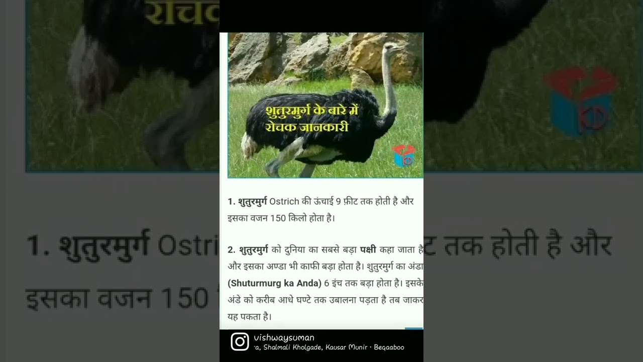 Gk ..# Ostrich..... #..Shuturmurg ./ ..largest bird. in the world ...