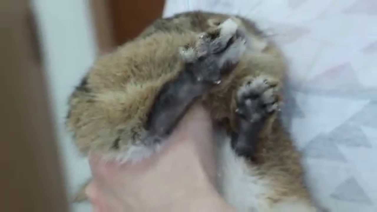 The rabbit has bumble foot 1/2 - YouTube