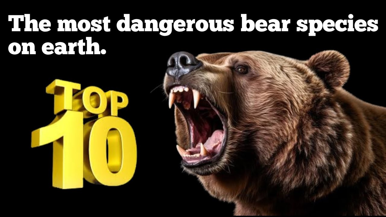 The most dangerous | deadliest Bear on the earth | Top 10 | Bear ...