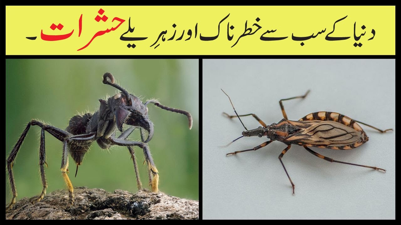 Top 10 Most Dangerous And poisonous Insects In The World | Anu Tv ...