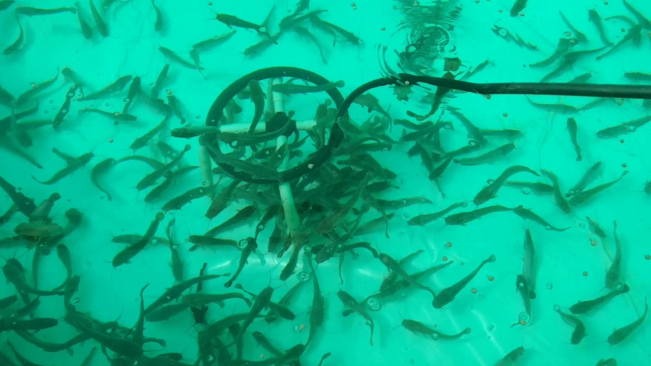 Mangur fish | Broad deshi magur fish farm in bioflock bad | 4k ...