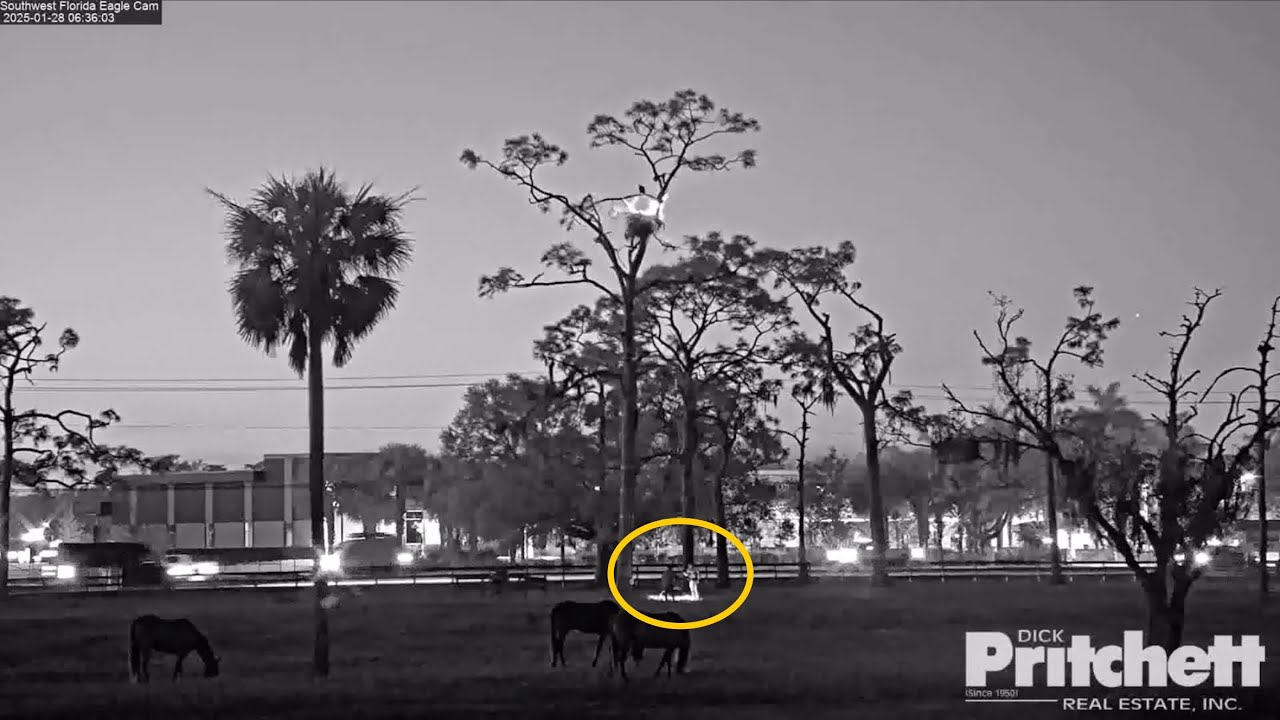 SWFL Eagles 1-28-25. CROW Recovers E25's Body, Taken for Necropsy; F23 ...