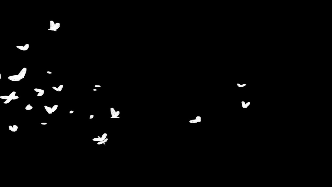 White butterflies flying black screen video effect | Butterfly effect ...
