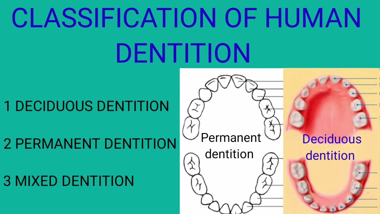 Classification of Human Dentition very easy - YouTube