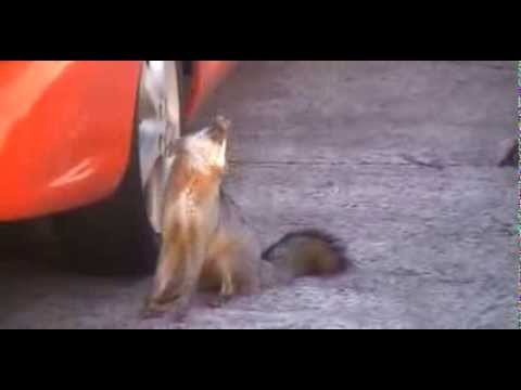 Fox Rabid/Distemper - YouTube