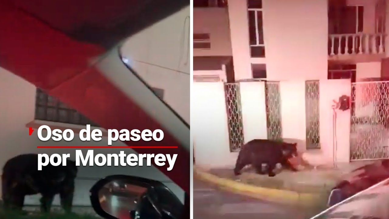 ¡De miedo! Oso salió a las calles de Monterrey: Protección Civil ...