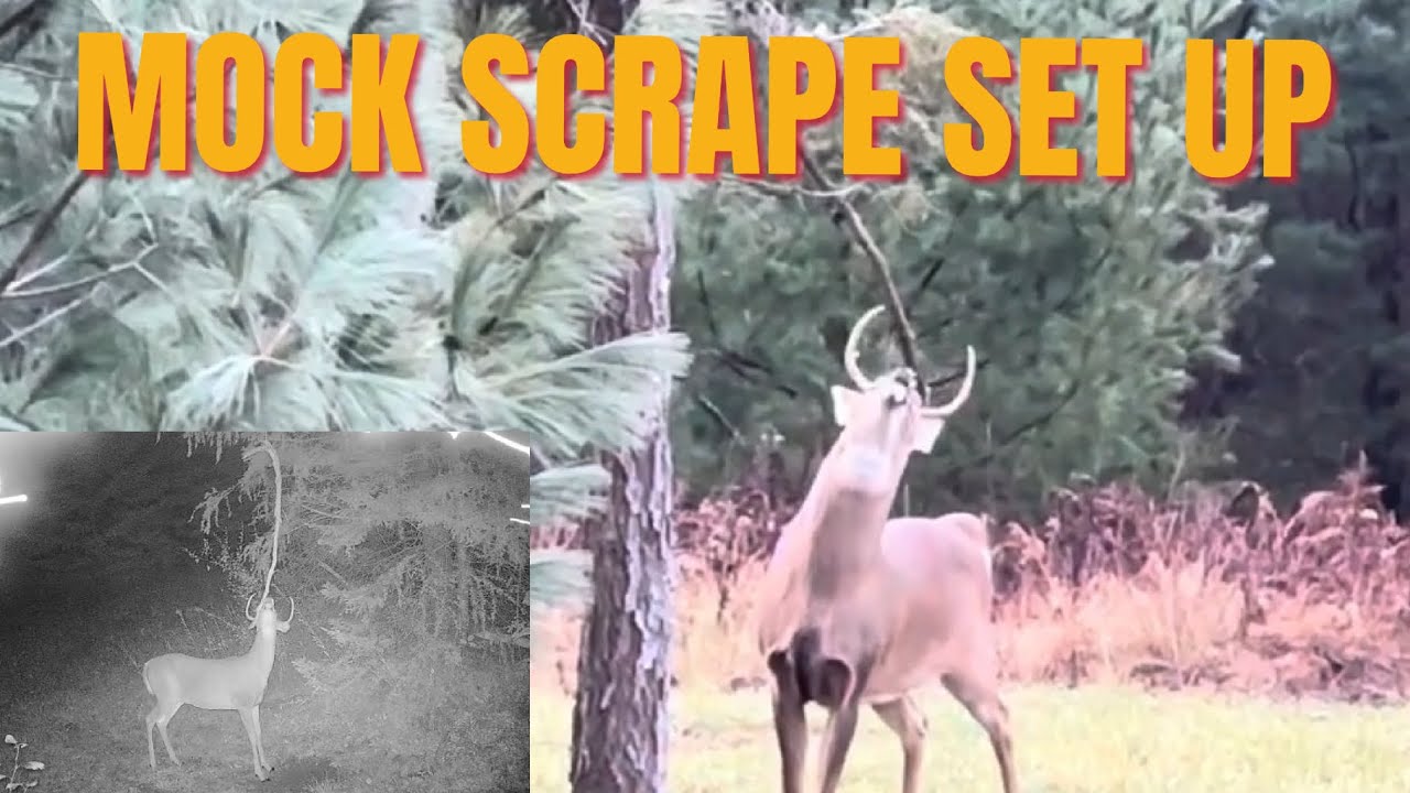 MOCK SCRAPE SETUPS THAT WORK - YouTube