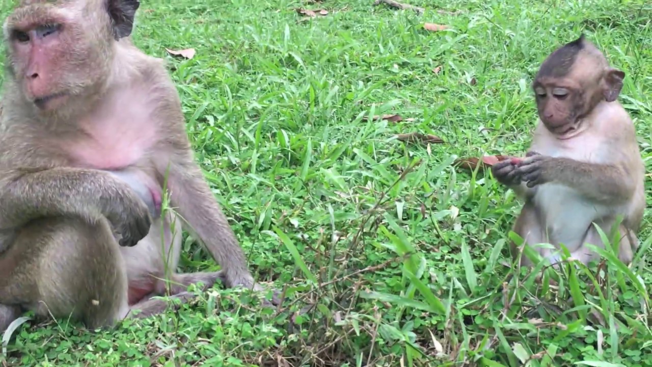 Silly baby monkey is hit until hurt and crying by teenage monkey when ...