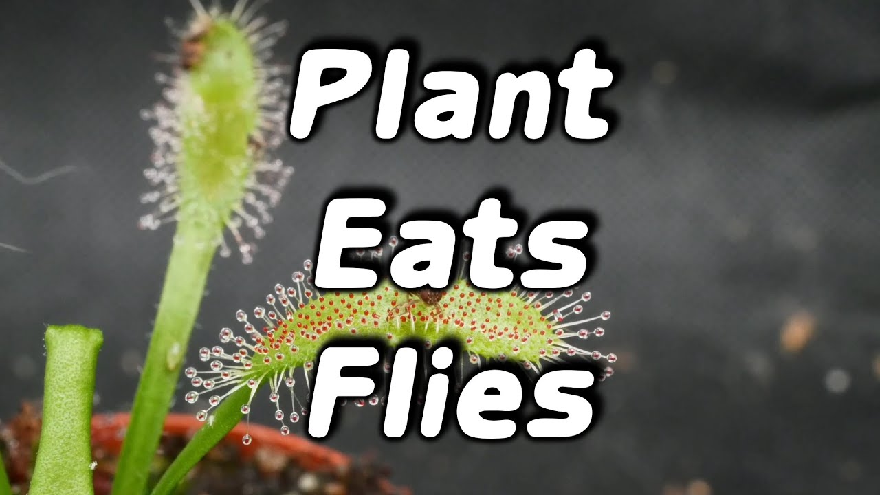 Carnivorous plant eats flies (Drosera capensis pt.34) - YouTube