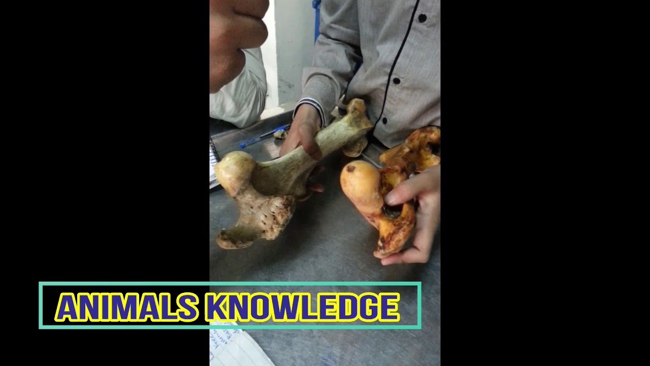 Femur of Ox, Horse & dog Anatomy Series-4 Dr Murtaza Khalil ANIMALS KNOWLEDGE - YouTube