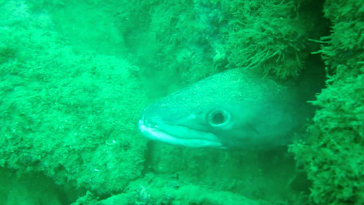 THE FEEDING OF ONE OF THE LARGEST CONGER EELS - YouTube