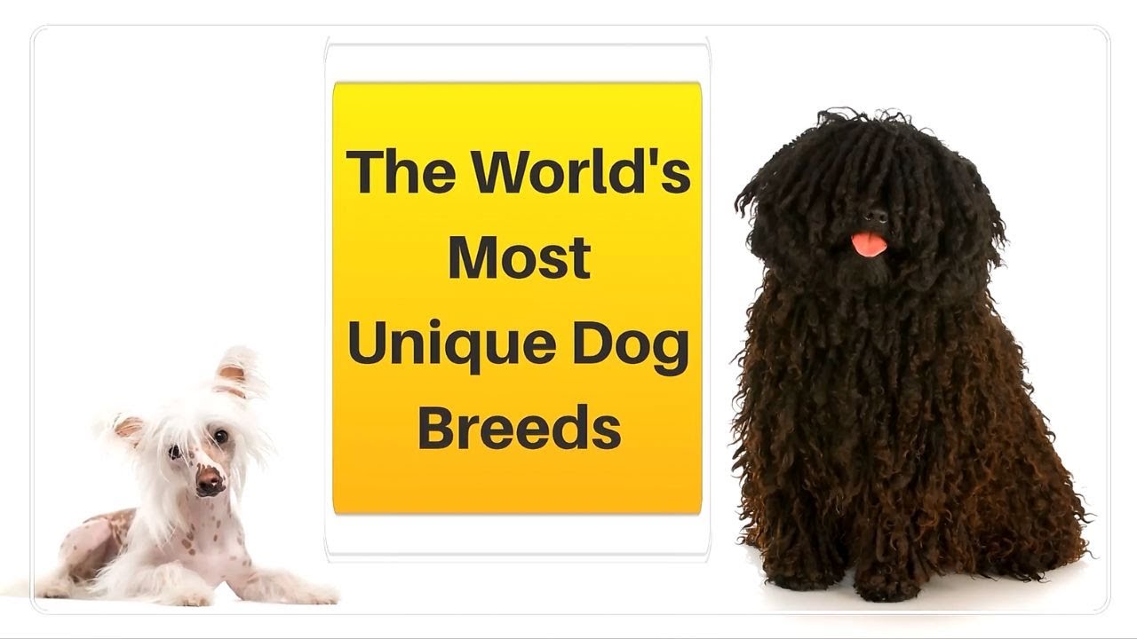 Worlds Most Unique Dog Breeds - YouTube