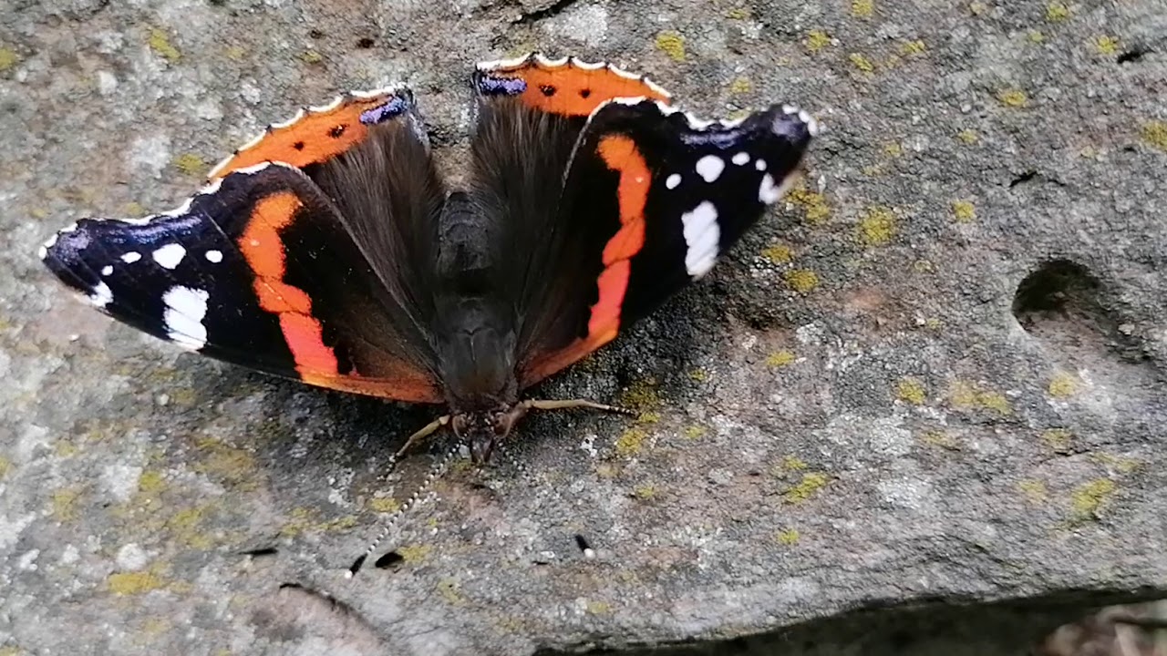 Butterfly / Babočka admirál - YouTube