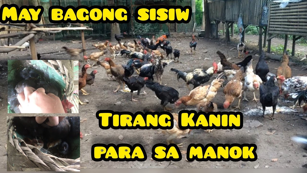 MAY SISIW NA TAYO | NAGBIGAY NG TIRANG KANIN SA MGA MANOK | MURA TALAGA ...
