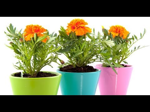 Marigold tagetes erecta | How to grow marigold from seed | गेंदे का ...
