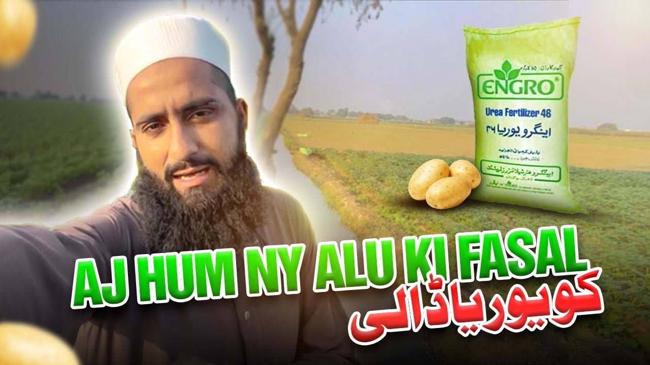 Potato ko Urea Dali | Agricultural Farming - YouTube