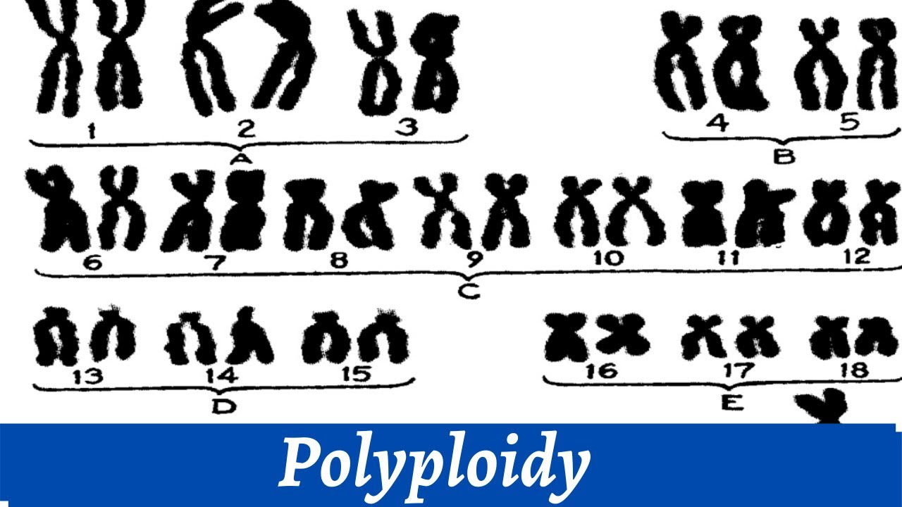 Causes Of Polyploidy Of Chromosomes | Chromosomal Study | Histology ...