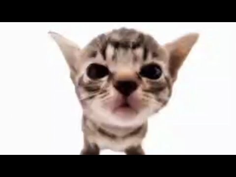 I hate this trend please stop it :( |CW|rant and commentary video ...