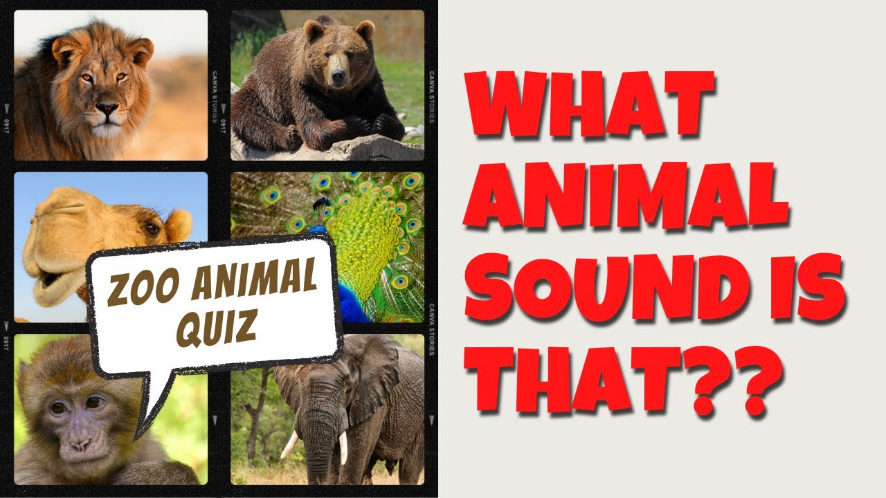 You Have to Try!!! Guess the Sound of Zoo Animals || Animals and their ...
