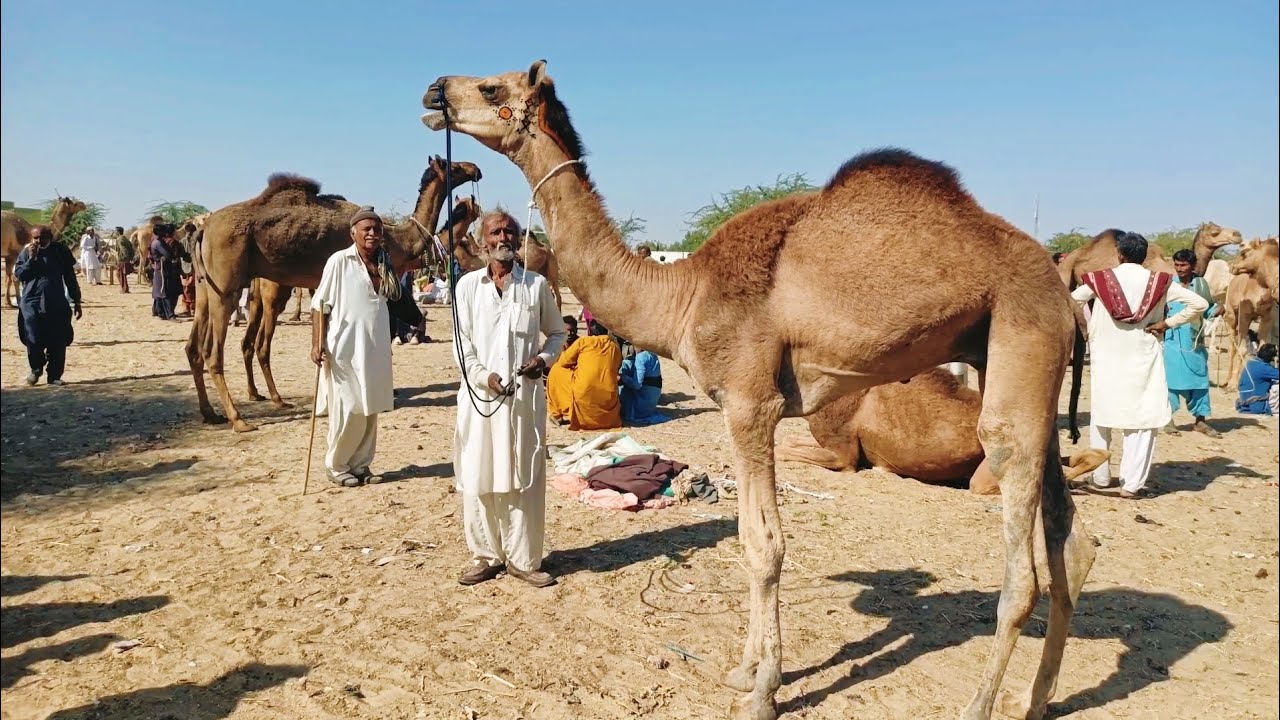 A baby camel crying for its mother - YouTube