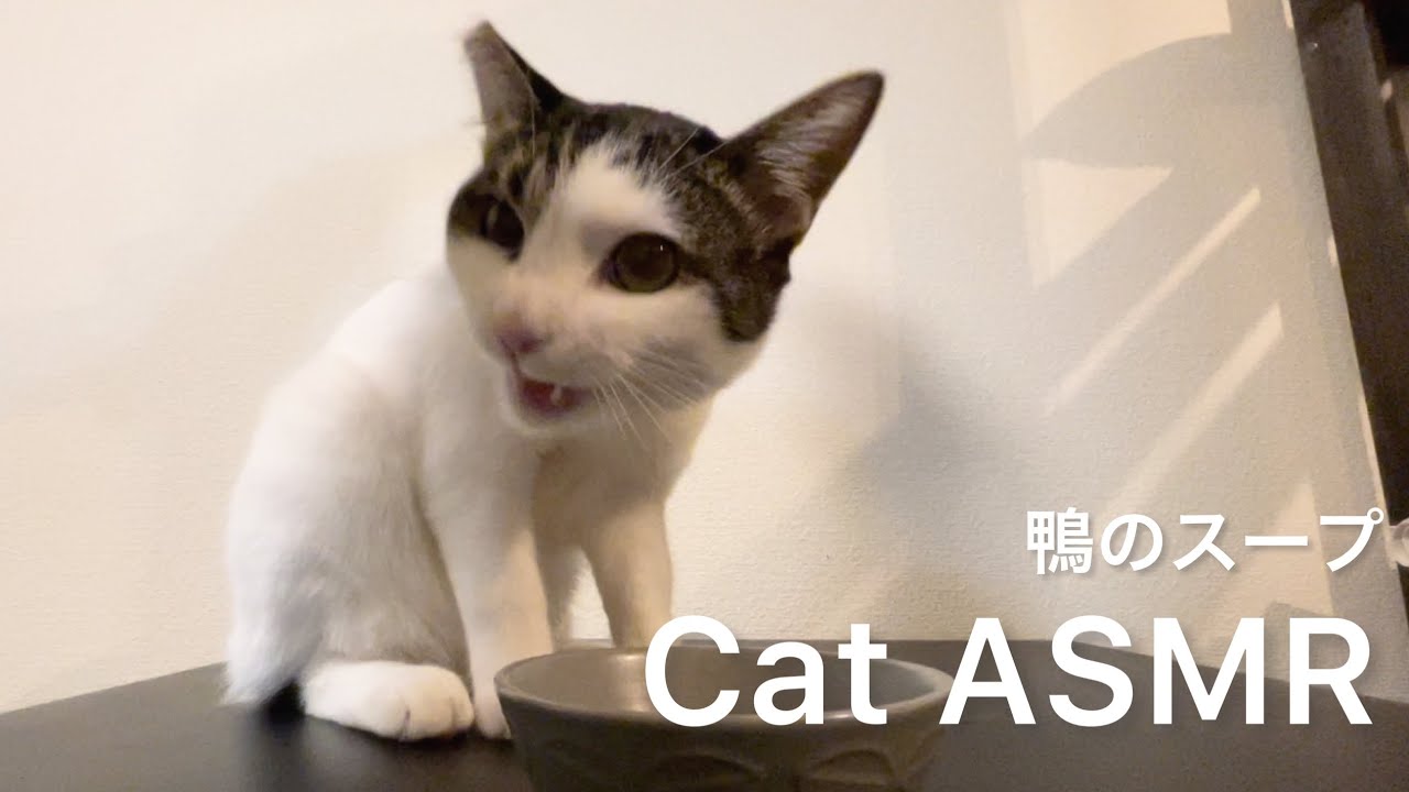 【猫asmr】鴨スープを飲む猫の音【cat Asmr】 Youtube