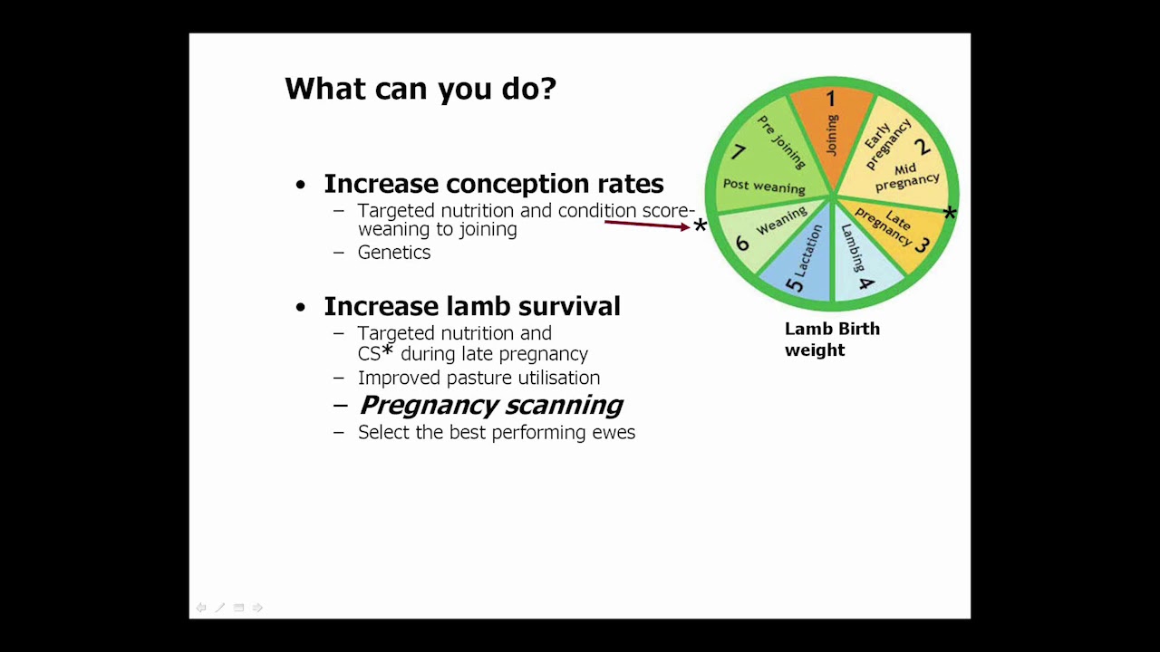 Sheep pregnancy scanning Part 2: How to increase conception rates and ...