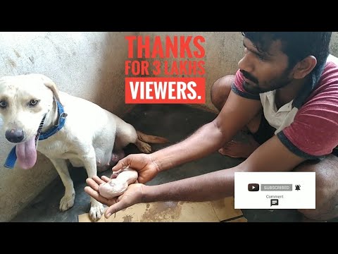 Labrodor birthing puppies See how my labrador retriever giving birth to ...