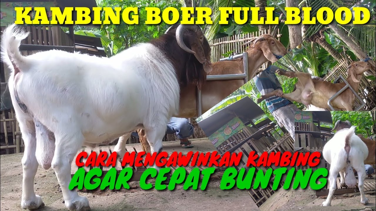 KAMBING BOER FULL BLOOD | CARA MENGAWINKAN KAMBING SUPAYA PASTI BUNTING ...