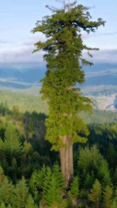 Hyperion tree | दुनिया का सबसे ऊंचा पेड़ जानिए इसके बारे में #hyperion ...