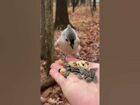 The woods would be very silent if no birds sang there except those that ...