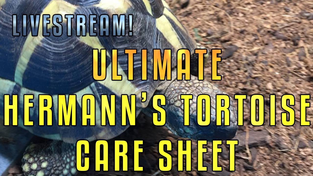 Ultimate Hermanns tortoise Care Livestream! - YouTube
