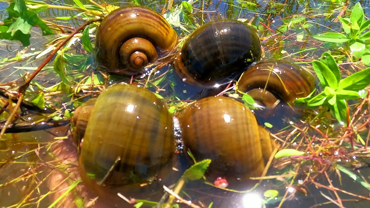 Snail Experts Reveal Best Apple Snail Picking Technique After Rain Day ...