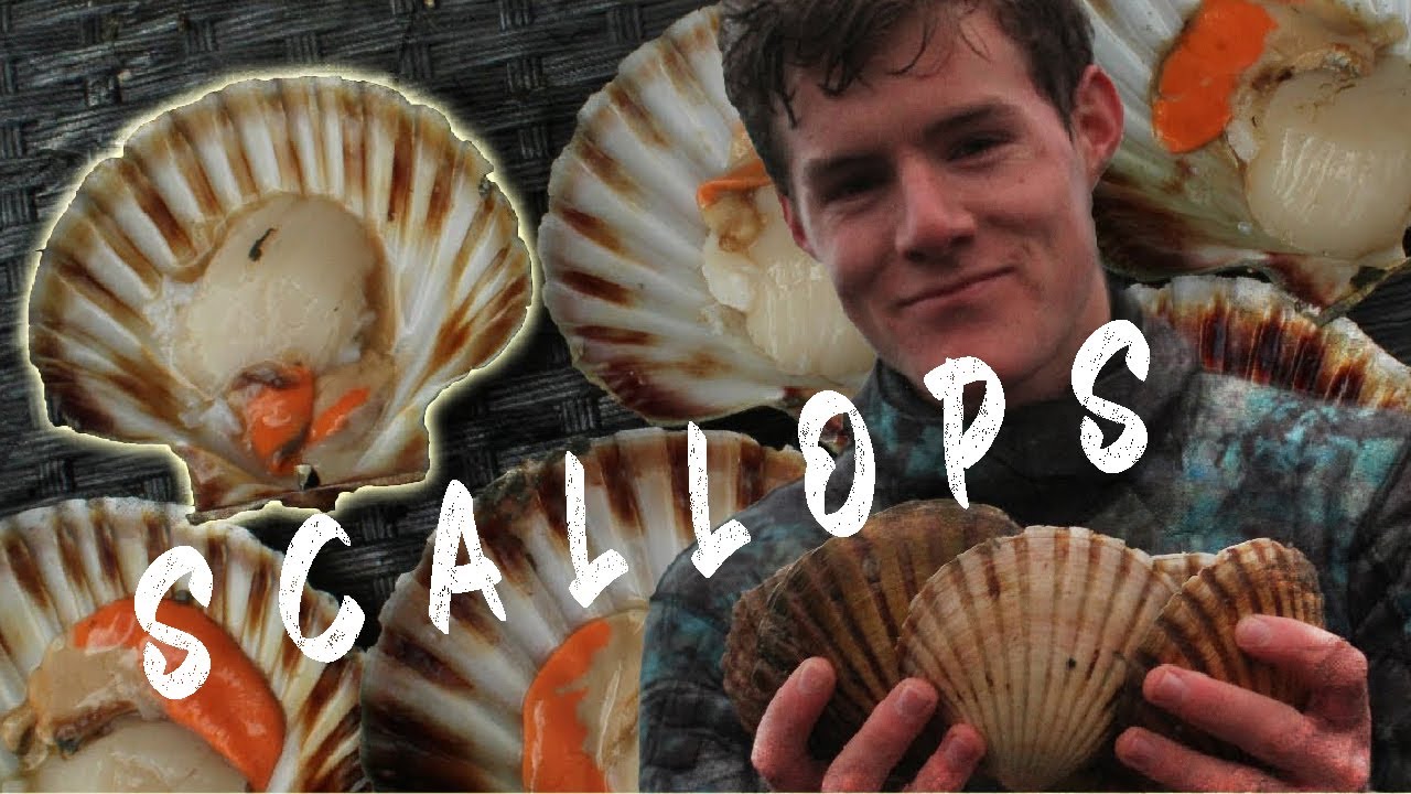 Scallops Catch & Cook NZ - YouTube