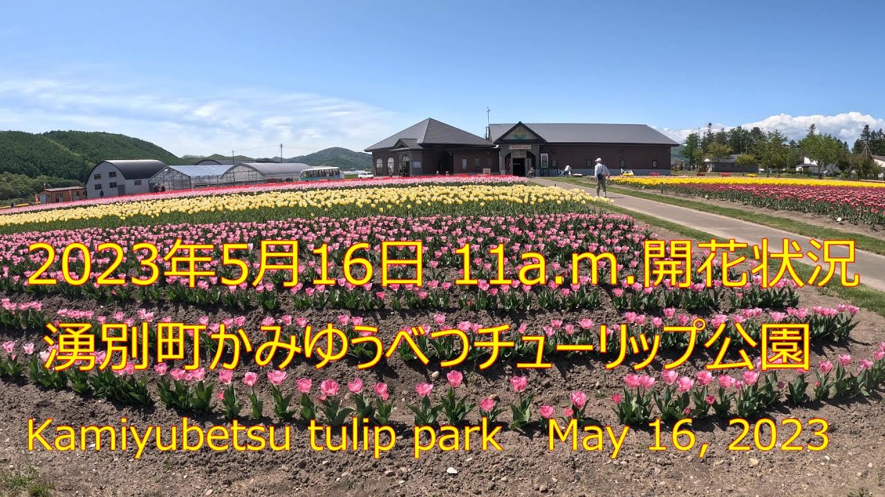 チューリップ公園開花状況2023年5月16日 Kamiyubetsu Tulip Park Today's Blooming (Yubetsu ...