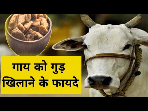 गाय को नियमित गुड़-रोटी खिलाएं होंगे ये फायदे |Benefits For Feeding ...